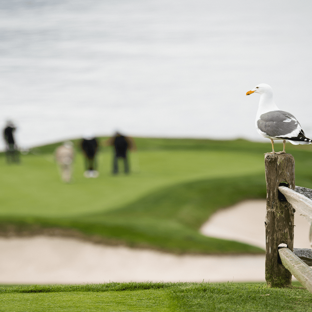 Scotland Golf Trip Planner: How to Plan Your Perfect Scottish Golf Holiday